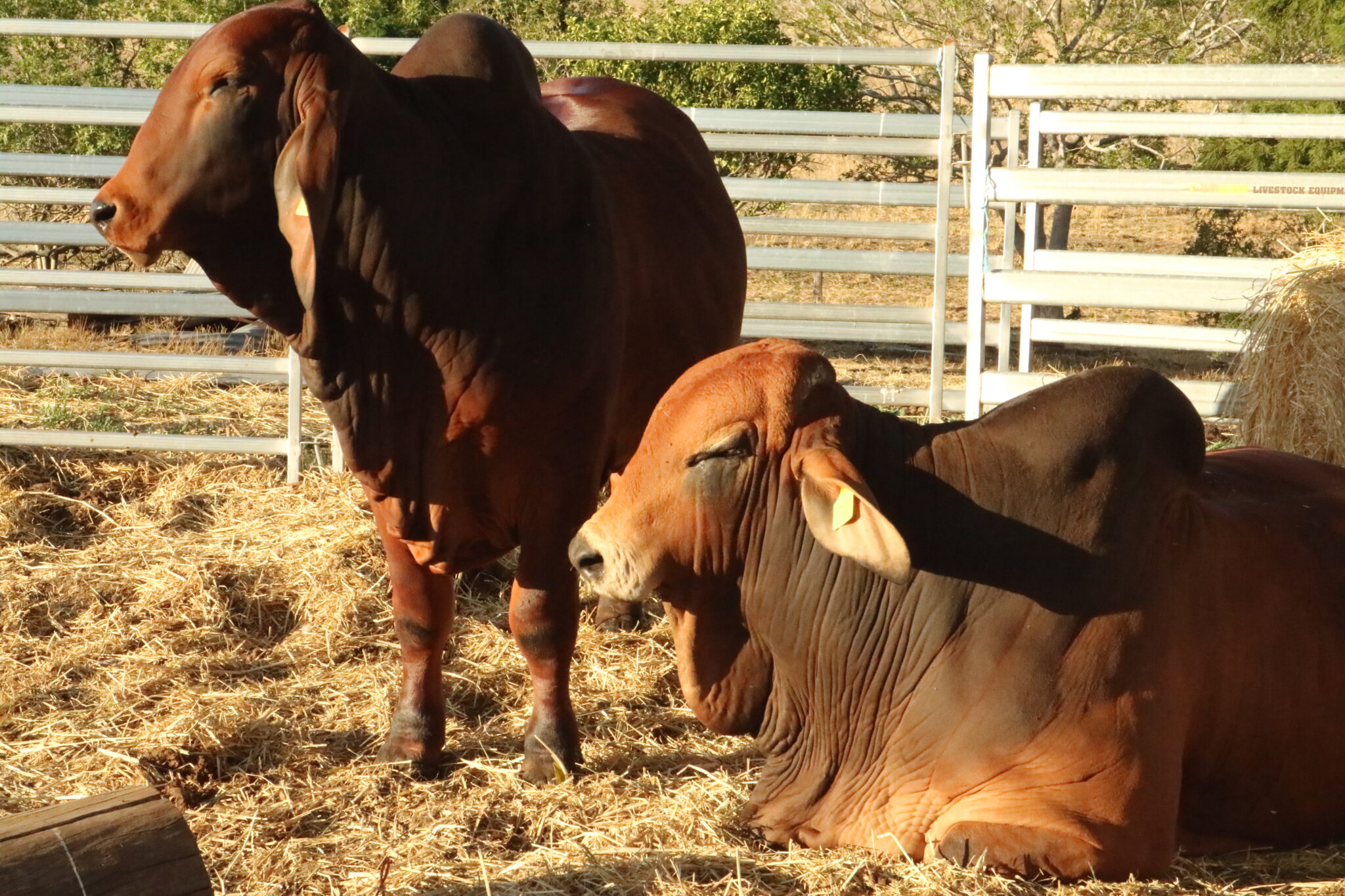 Home - Malabar Red Brahmans