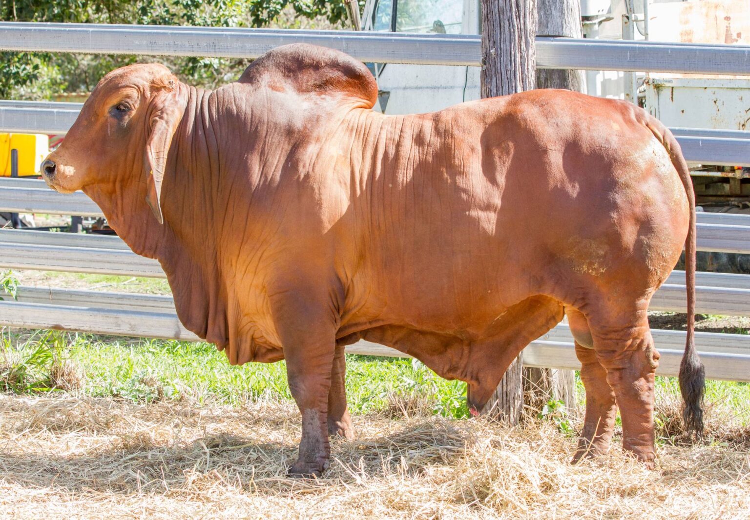 Home - Malabar Red Brahmans